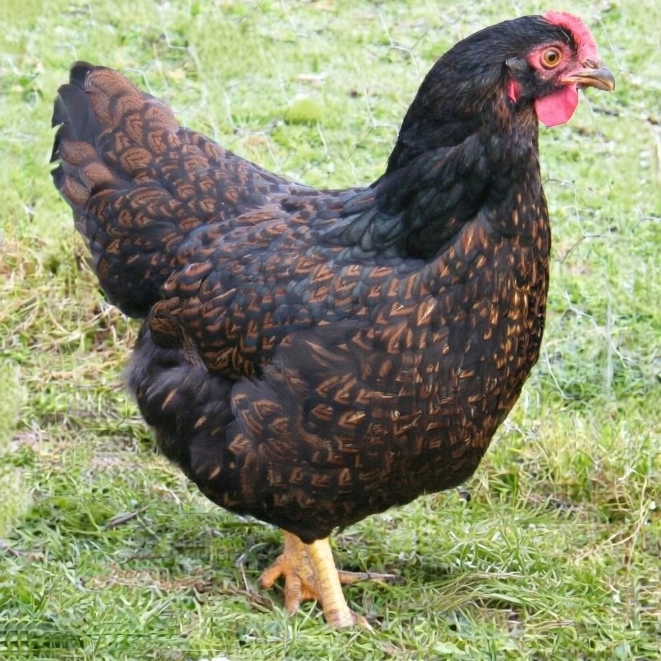 Pure Breeds – Gracefield Farm
