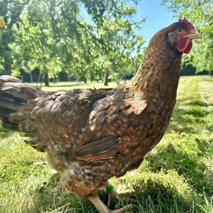 Pure Breeds – Gracefield Farm